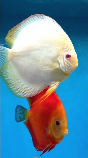 Why Discus Fish Are The WORST
