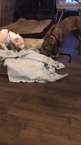 4.9K views · 88 reactions | Remember sweet Emma the mastiff. She had...