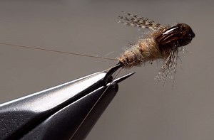 Video: How to Tie the SBR Light Cahill Nymph - Orvis News