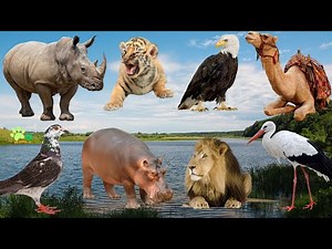 The most vivid sounds of animals: Rhinoceros, Tiger, Camel, Eagle, Stork, Lion, Hippo