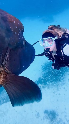 Cute dive buddy 🎥: @dive_down_under | Diving Specials