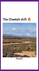 Fun Fact: Cheetahs are the fastest animals in the world, reaching speeds of up to 120kph or 75mph. They are not only fast but also have amazing acceleration. Researchers found they can increase their speed by 10kph in a single stride. 🤯🐆🐆🐆 #kluchit #kluchitnews #cheetah #animals #animalvideos #speed #drifting #wildlife #wildlifereels #amazingnature | Kluchit