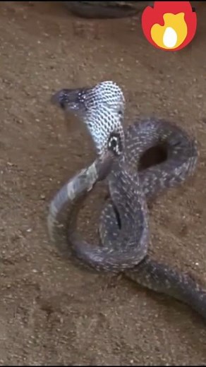 Real Snake Hissing Sound! Beware of the Ssssnake! #Shorts #SnakeSound #Wildlife 🐍⚠️