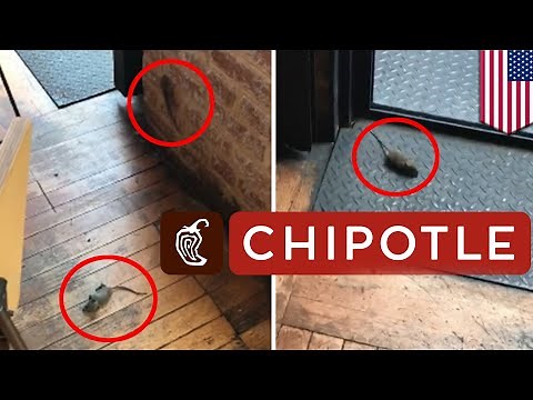 Chipotle rats: Rodents falling from ceiling gets Dallas Chipotle temporarily closed - TomoNews