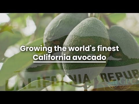 How does Avocado Crop Insurance Work? | Golden Pacific Crop Insurance