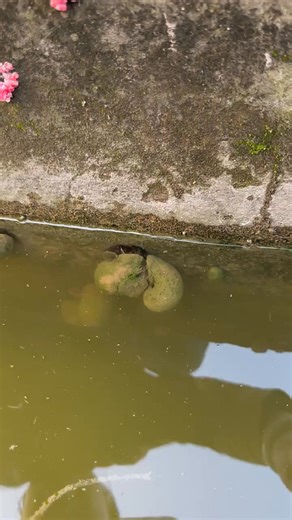 134K views · 489 reactions | Snail breaking #egg #asmr | Creative Plus | Facebook