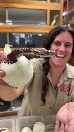 Baby Python Hatchlings: Opening Eggs and Cute Birth Moments
