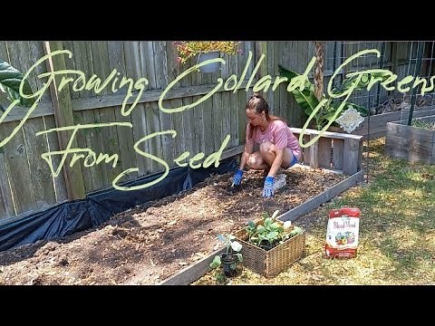 How to grow Collard Greens? (Transplanting, Fertilizing & Growing Tips)
