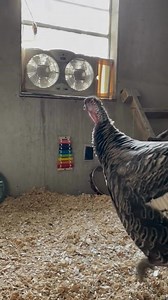 NEW RESCUE ALERT—Meet Avery! After an extremely busy rescue week, our team traveled today to pick up this turkey just in time. Only four months old, Avery only had days to live before they would've been slaughtered on Monday for Thanksgiving tomorrow. Many people don't realize that turkeys raised for meat are killed within the first 6 months of their lives, meaning they're just babies. Avery was purchased with three other young turkeys, but sadly the rest of their flock didn't survive, and Avery