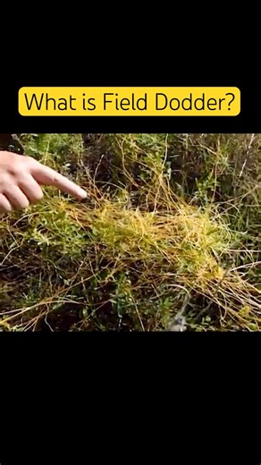 Field Dodder Explained: The Yellow Parasitic Plant You See Along Roadsides #weirdplants