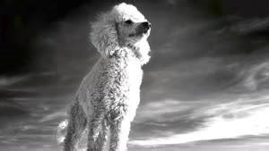 Which Are Healthier, Cross-Bred Dogs or Pure-Bed?