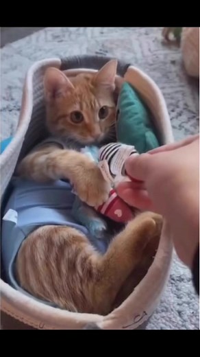 😍😍 | Cat Addicted