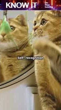 Why Do Animals Avoid Staring Directly Into Certain Mirrors?