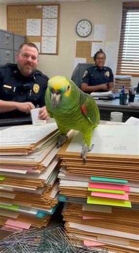 “This Parrot Roasts Police Paperwork 😂🦜” #PoliceComedyUSA #OfficeHumor #FunnyParrotUSA #AmericanHumor #USAVideo #ComedyReelsUSA #USComedy | One Heart Garage