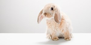 The UK Might Be Re-Starting Animal Testing For Beauty Products