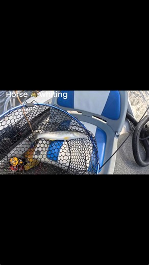 8.3K views · 69 reactions | Whiting are one of my favourite fish to target. They fight hard for their size, and taste magnificent…. But when they get into their high 30cms, or into their 40cm+ range like this, they really fight especially on thin 3lb fluorocarbon string… #seanthompsonfishing #ontourfishing #ontourfishingaustralia #fishing #whitingfish #truturnhooks #yum Saga tackle marketing Anaconda Stores Lox Fishing Rods | Ontour Fishing Australia | Facebook