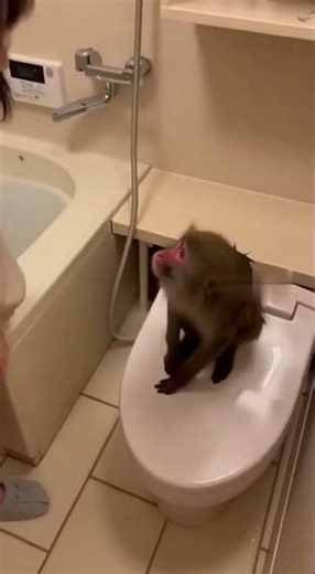 “Tiny Monkey Causes TOTAL CHAOS in My Bathroom! 😂🐒”
