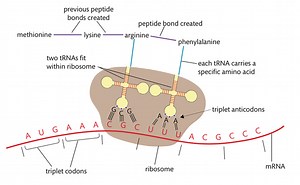 DNA Replication, Transcription and Translation
