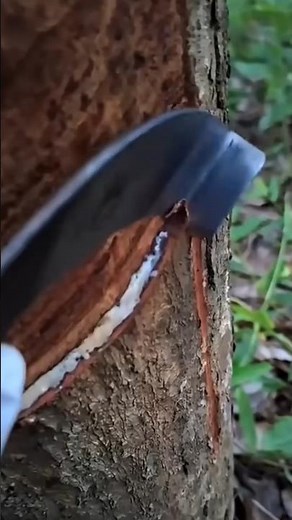 This is how the rubber tree harvesting process works.