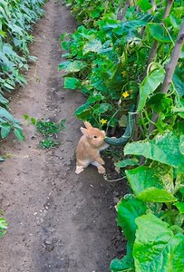 🐰 Who's this little rabbit thief? Caught red - handed munching on cucumbers! 🍱 #Cute #Bunny #NaughtyPet #Adorable #Fun | iChongqing