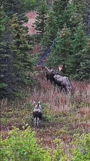 Majestic Moose Family Peaceful Moments in Nature's Embrace