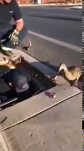 10K views · 206 reactions | Remember, your mom loves you this much, too. Fire and Rescue workers in Gilbert (Arizona) make one Momma Duck's Mother's Day when they pulled her ducklings free from a storm drain. | The News & Observer | Facebook