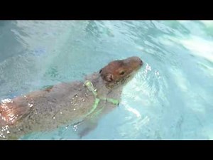Exercising Capybara Refines Swimming Technique