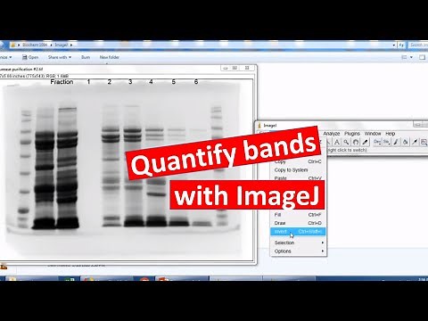 Quantifying bands on SDS-PAGE using ImageJ