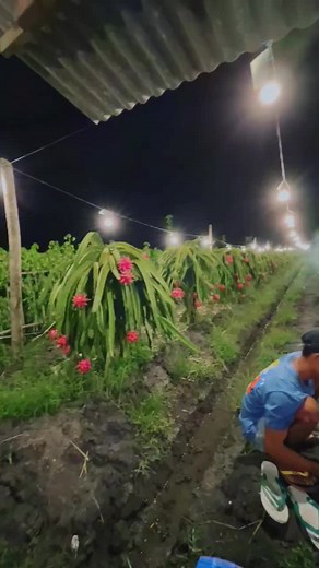 #petanimuda #buahnaga #dragonfruit #banyuwangi