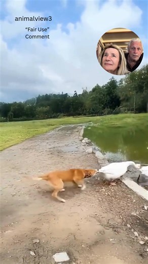 8.5K views · 43 reactions | Dog and Geese Play Tug of War #dog #dogshorts #geese #funny #funnyvideo #funnyshorts | Blue Chrome Inc | Facebook