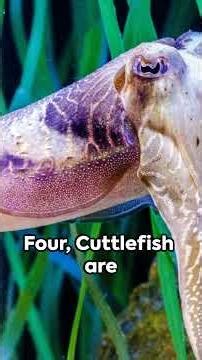 Cuttle-WTFacts-Fish