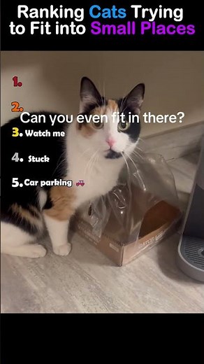Why Do Cats ALWAYS Try to Squeeze Into Tiny Spaces?