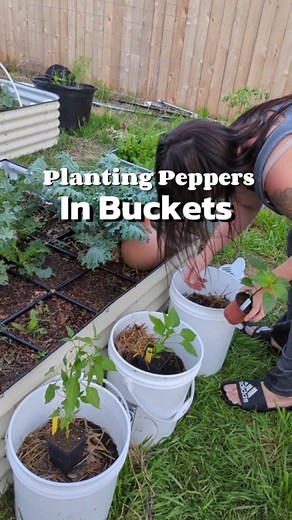 Planting peppers in 5 gallon buckets in early spring! In Central TX our nights are just getting warm enough to plant some frost tender plants out. Here's one way I get pepper plants safely into my early spring garden. #texasgarden #containergarden #gardentok #peppers #growingpeppers #gardentips #zone9a