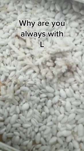 random.2.people (@random.2.people)’s videos with original sound - user873459610