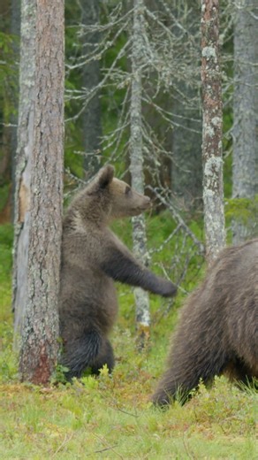 No one is spared from mosquito bites. | Nature | PBS