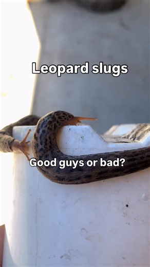 Leopard Slug: Good or Bad? 🐌 Leopard slug (Limax maximus) Good news it’s a garden ally. Predates pest slugs & snail eggs Mostly eats decaying matter Rarely touches healthy plants Here at Wild Meadows, we use the Leopard slug as natural pest control. 🚫 No blue snail pellets here They’re toxic to wildlife and to birds like the Superb Fairy-wrens and Satin Bowerbirds, after rain the pellet disintegrates and the bran and oats in the pellet is exposed and is ingested by birds. It can be fatal. If y