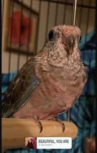 ♡ Look at this sweet little 16 week old Bourke Parakeet named Sapphire ♡ Sapphire is currently on our waiting list in the Portland area. If, you're interested in Adopting or Fostering Sapphire please visit our website at www.ebroregon.org and follow all steps necessary to becoming an approved home. We can't wait to hear from you!!💖 | Exotic Bird Rescue of Oregon