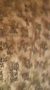 #ShakeItOffForParkinsons Parkinson's Disease and Movement Disorder Society | Parkinson's People