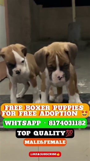Free Boxer puppy #adoptme #cute #trending #puppy #trendingshorts #viralshorts #pets #doglover