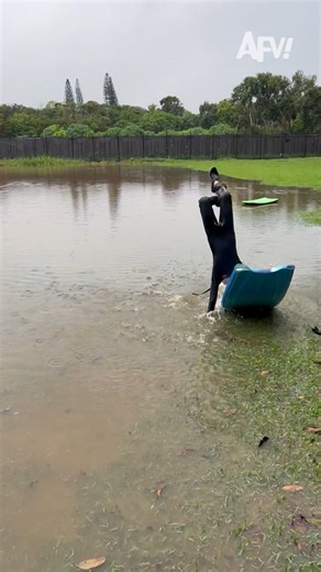 America's Funniest Home Videos on Instagram: "Boogie boarding was flippin' awesome 🤙 #afv #fail #funnyvideos"