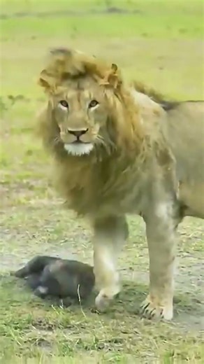 Squirrel Has A Wild Survival Strategy