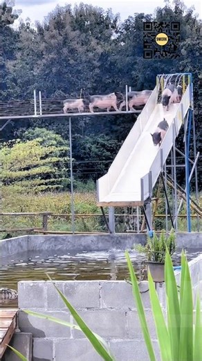 Automated Pig Washing System for Modern Livestock Farms #9work