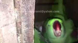 Supreme Quality Extremely Beautiful Proven Breeding Pair Alexandrine Parakeets available for sale. Can be delivered all over Pak in 24 hours through Airways, Railways and Road ways. LIVE and HEALTHY Birds Arrival Guaranteed. Any 1 interested plz call 0092-321-2566273 for further info. Cash on Delivery only for Karachi. and for Rest of PAKISTAN funds transfer in Bank Account : Title of Account Syed Ovais Bilgrami Account No 0181018101024131 United Bank Limited. #SyedOvaisBilgrami #AlexandrinePara