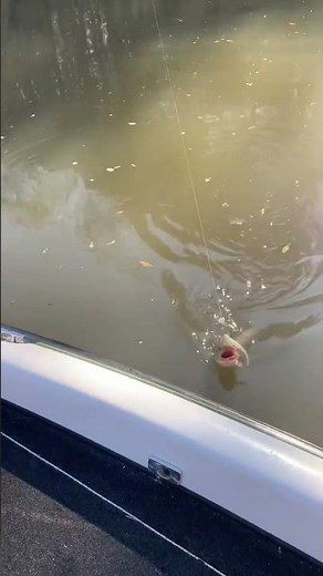 Ever heard a fish scream