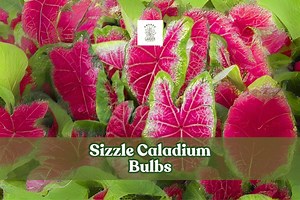Sizzle Caladium Bulbs: Pink-red Fancy Leaf Elephant Ears - Etsy