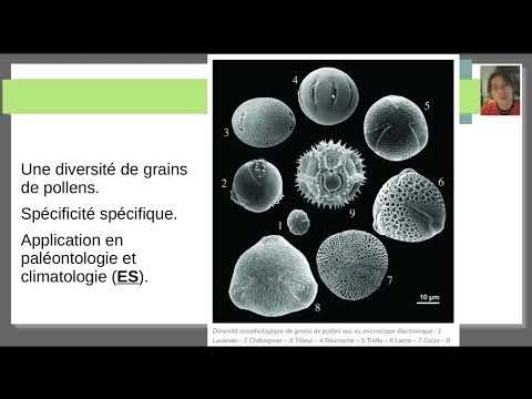 Vidéo n°1 : Mécanismes de la reproduction sexuée des Angiospermes (Chapitre 3)