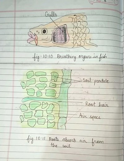 Class 7 science chapter-10 Respiration in Organisms notes + keywords (Ncert) #shorts