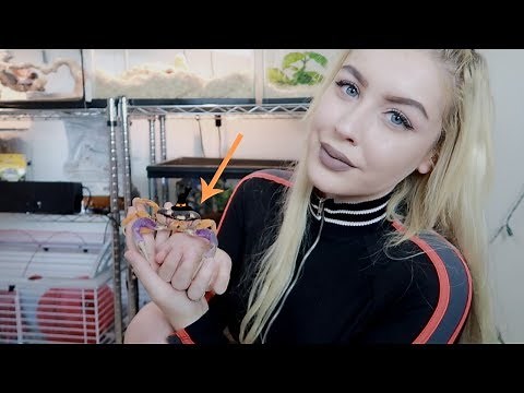 I'VE GOT CRABS...As a Pet. (Meet My Halloween Crab)