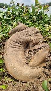 Unbelievable catching big stuck monster fish #fish #fishing #reels #video | Only Fishing