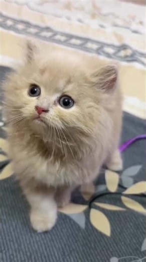 Kitten Fight Club is REAL! 🥊 Mufasa & Maysa Go To WAR! #shorts